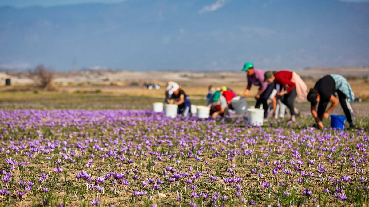Persian Saffron: Ancient Spice to Modern Delicacy – Dorreen™ Saffron