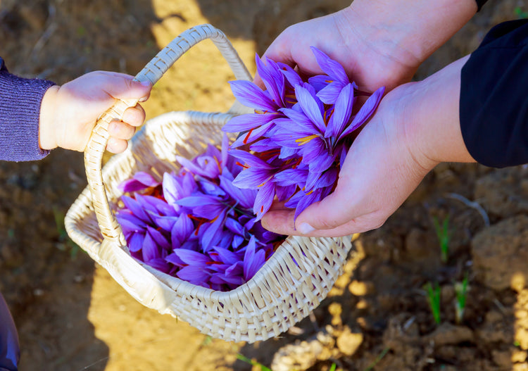 Where Does Saffron Come From? Discover Its Origins and Benefits ...
