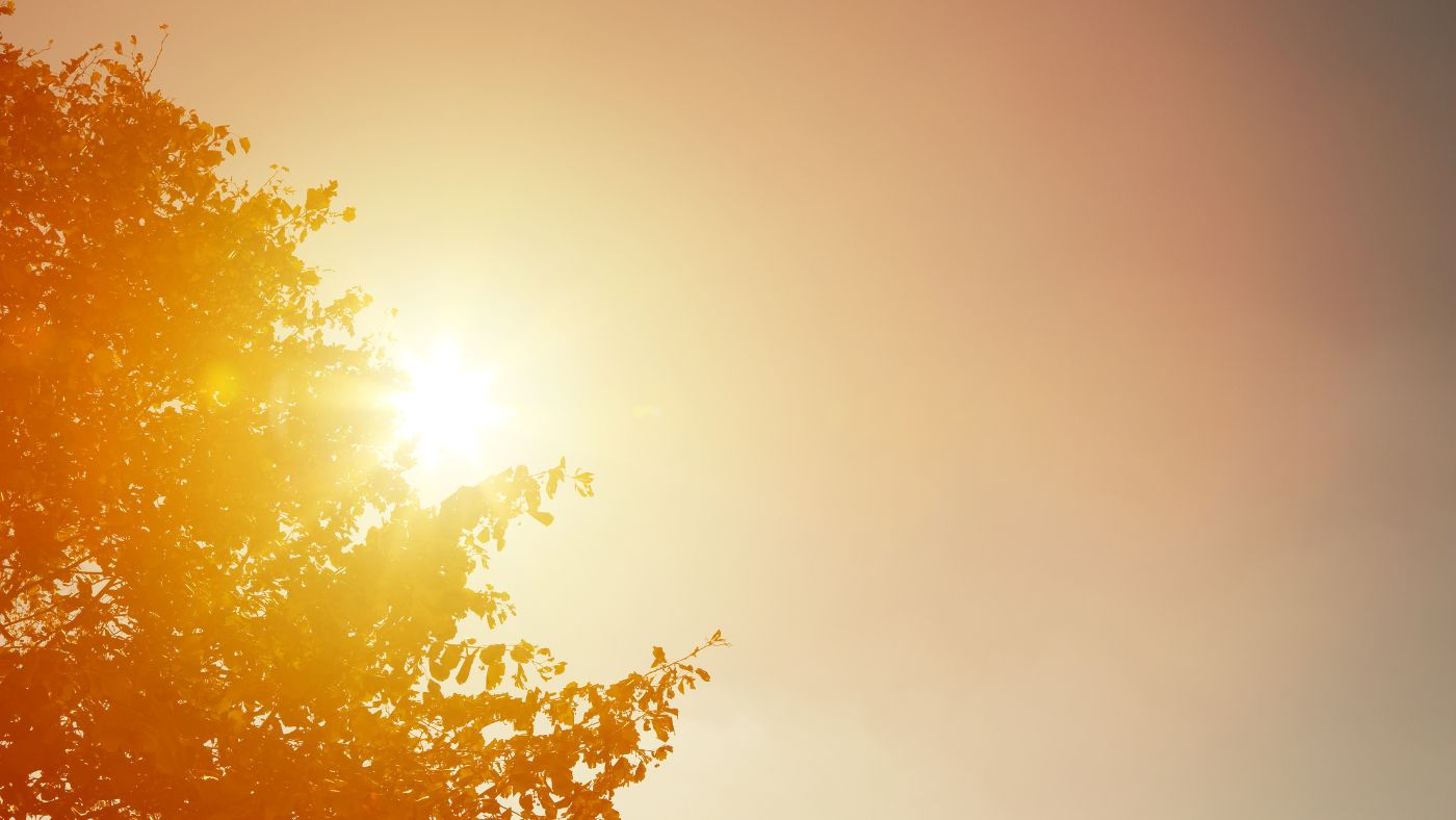 How Saffron Helps You Beat the Summer Heat – Dorreen™ Saffron